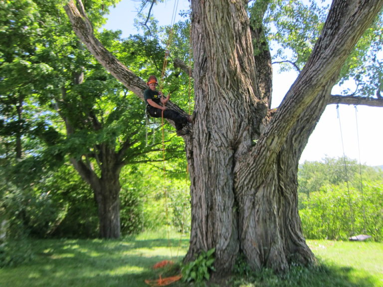 Matt Bristol Earns Certified Tree Care Safety Professional (CTSP ...